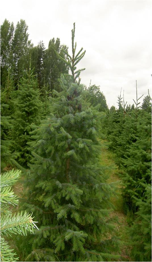 Kuusikarnevaalit - Sundsberg